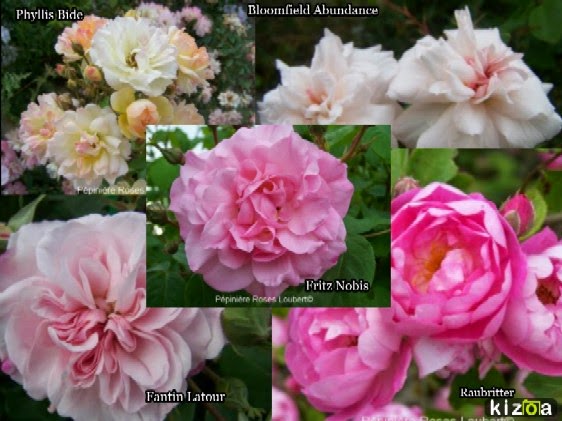 Ma Planète Jardin: Dix beaux rosiers anciens de la pépinière Roses Loubert