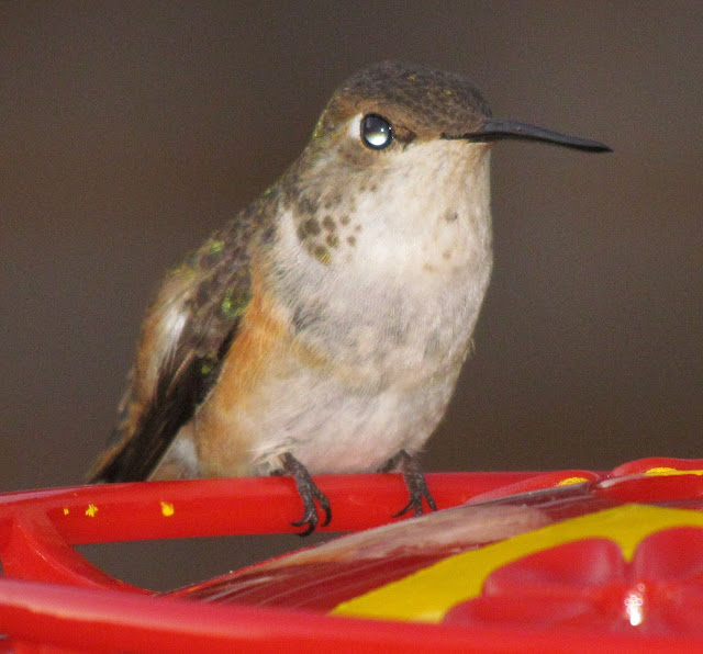 Tim's Backyard: Rufous & Ruby-throated Hummingbirds!
