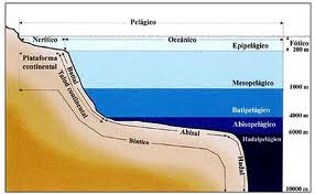 El increible mundo marino