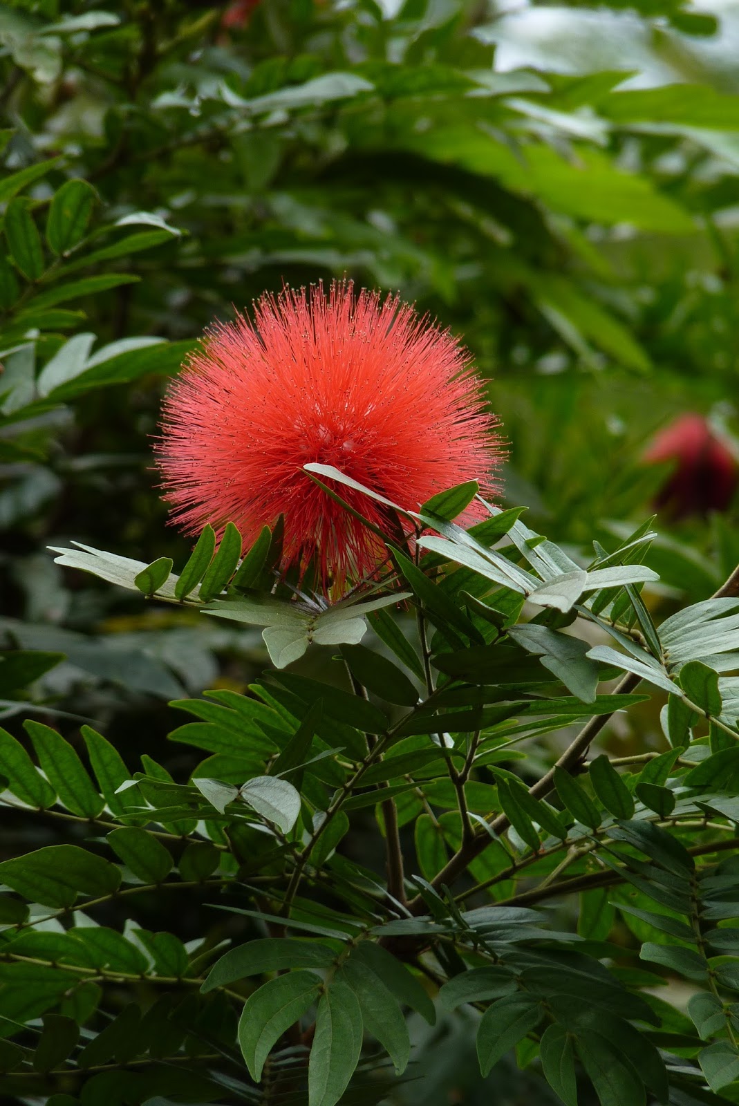ARBORETUM: Árboles fantásticos, Los calliandra