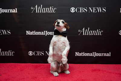 HOLLYWOOD ON THE POTOMAC: Where's Uggie?