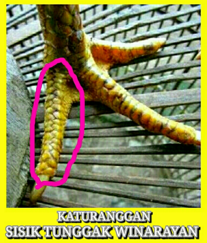 16 MACAM JENIS SISIK KAKI AYAM UNGGULAN TERPOPULER | AYAM JAWARA KITA