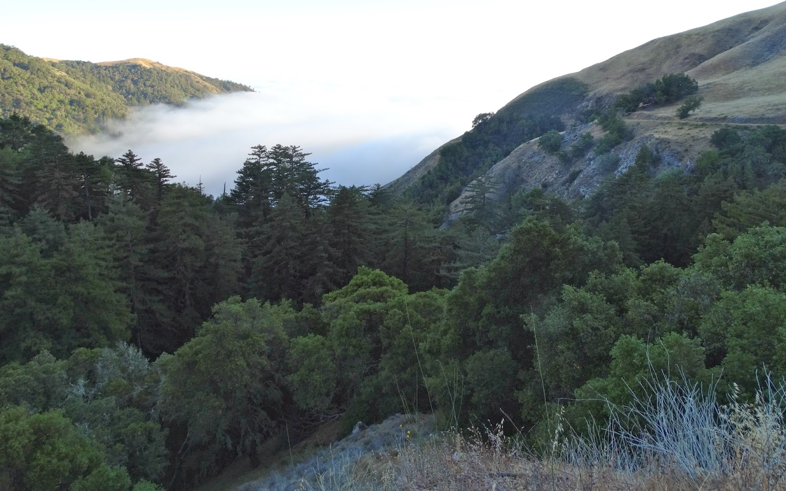 Our Four Wheel Camper: Prewitt Ridge, Big Sur - "Another butterscotch ...