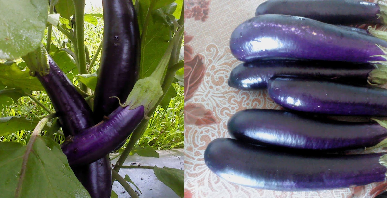 Bio Optifarm Membantu Mengatasi Layu pada Terong dan Cabe Rawit yang ...