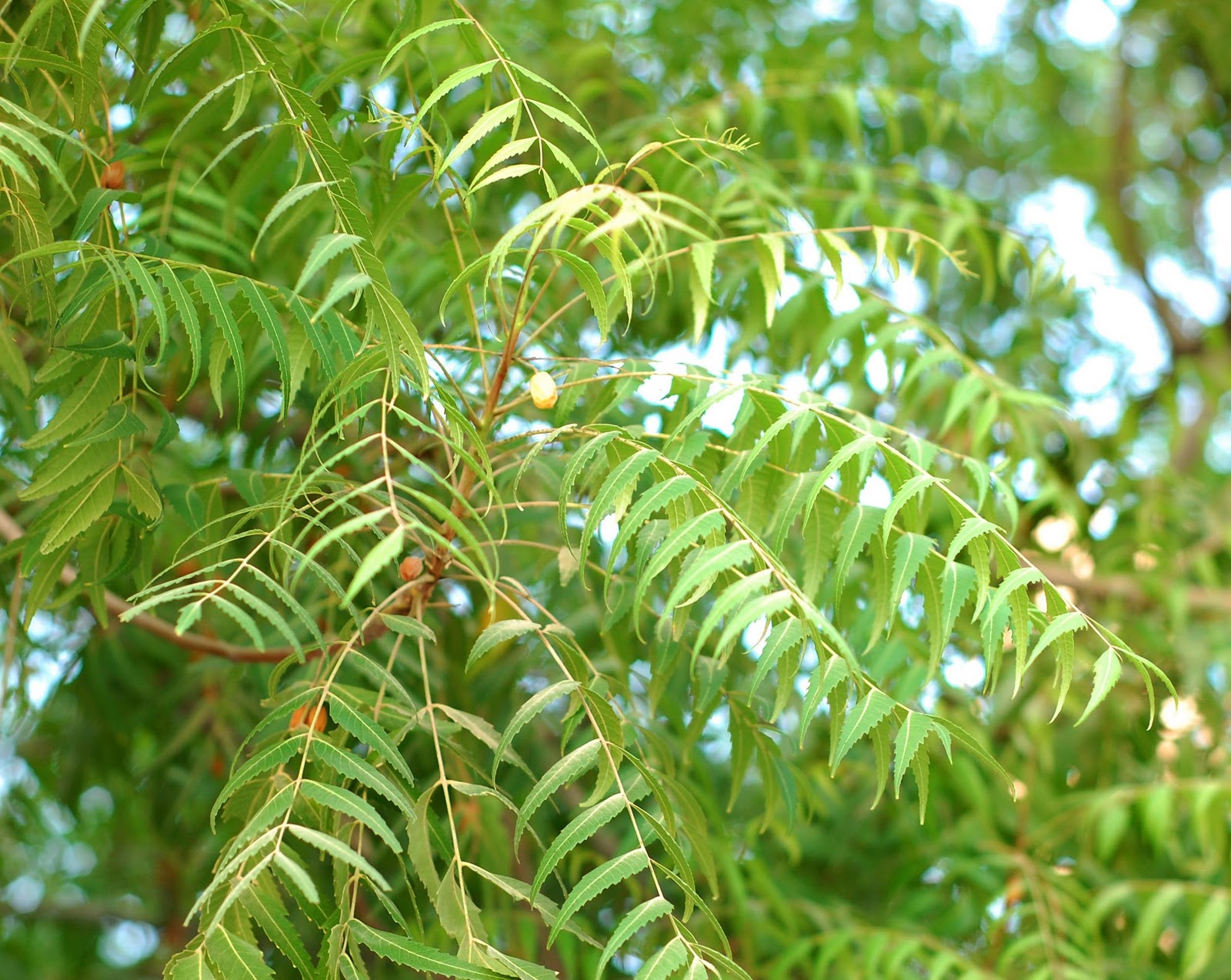 Tradizioni di Terra: Albero del Neem (Azadirachta indica)