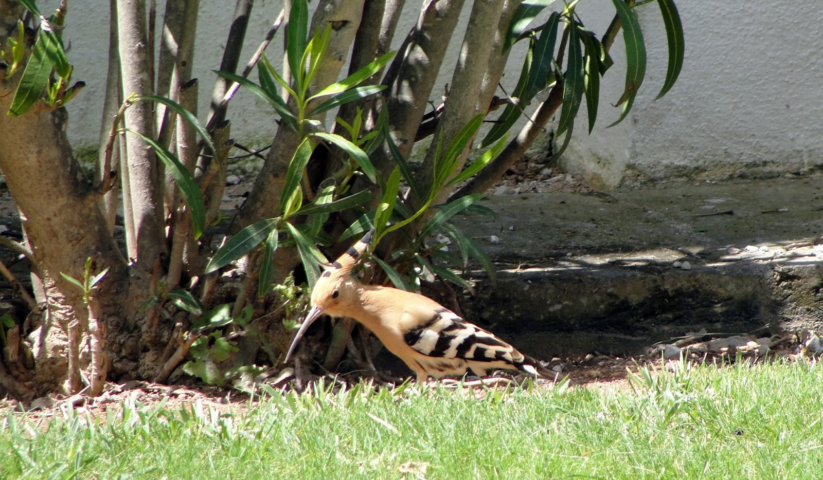 imatges de menorca: OCELLS DE MENORCA : PUPUT (Upupa epops)