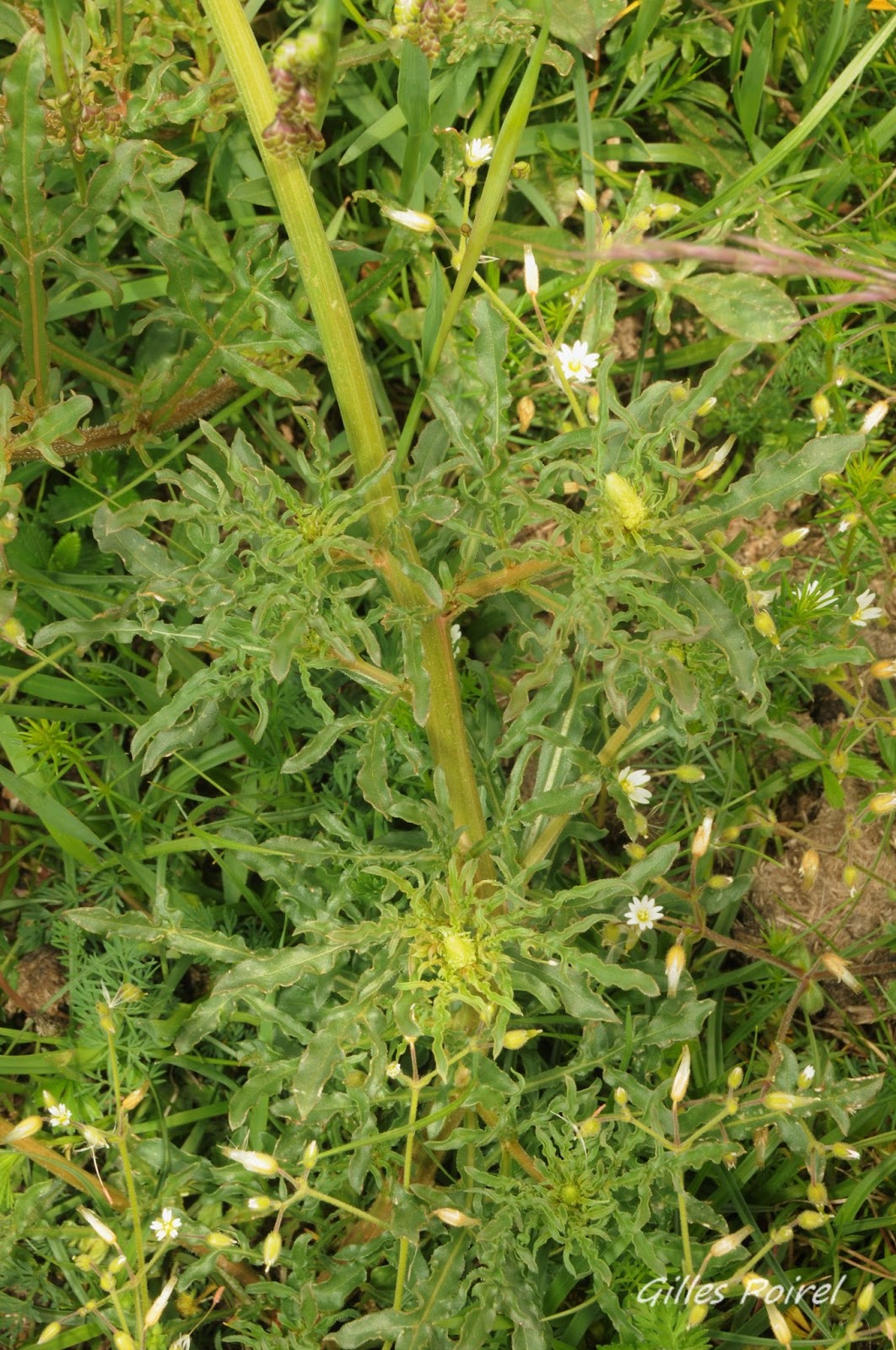 JURA, UNE TERRE, DES HOMMES: Le Réseda jaune. Reseda lutea.