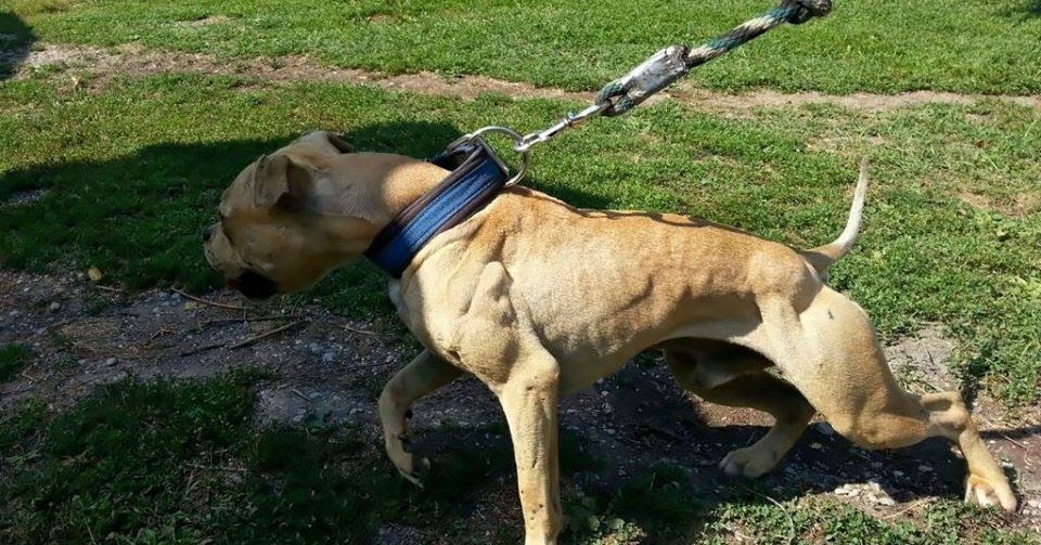 La realidad del APBT