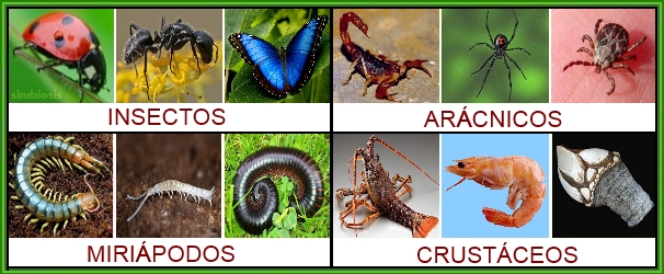 BIOSEGURIDAD Y BIOCUSTODIA: Containment of Arthropod Disease Vectors