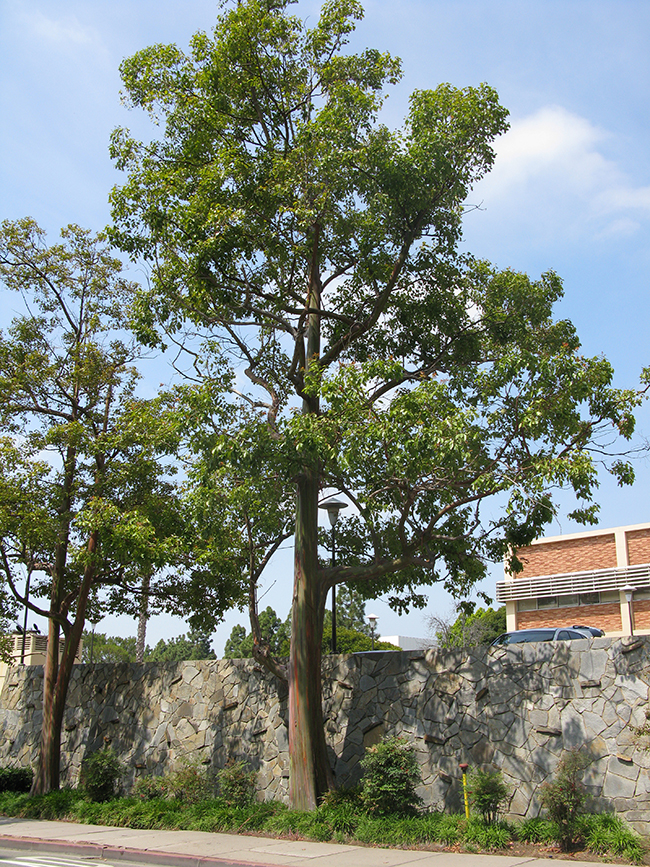 My Asian Secret Garden: Philippine Native Trees for the Garden and for ...