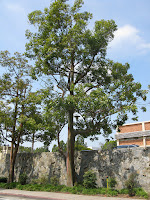 My Asian Secret Garden: Philippine Native Trees for the Garden and for ...