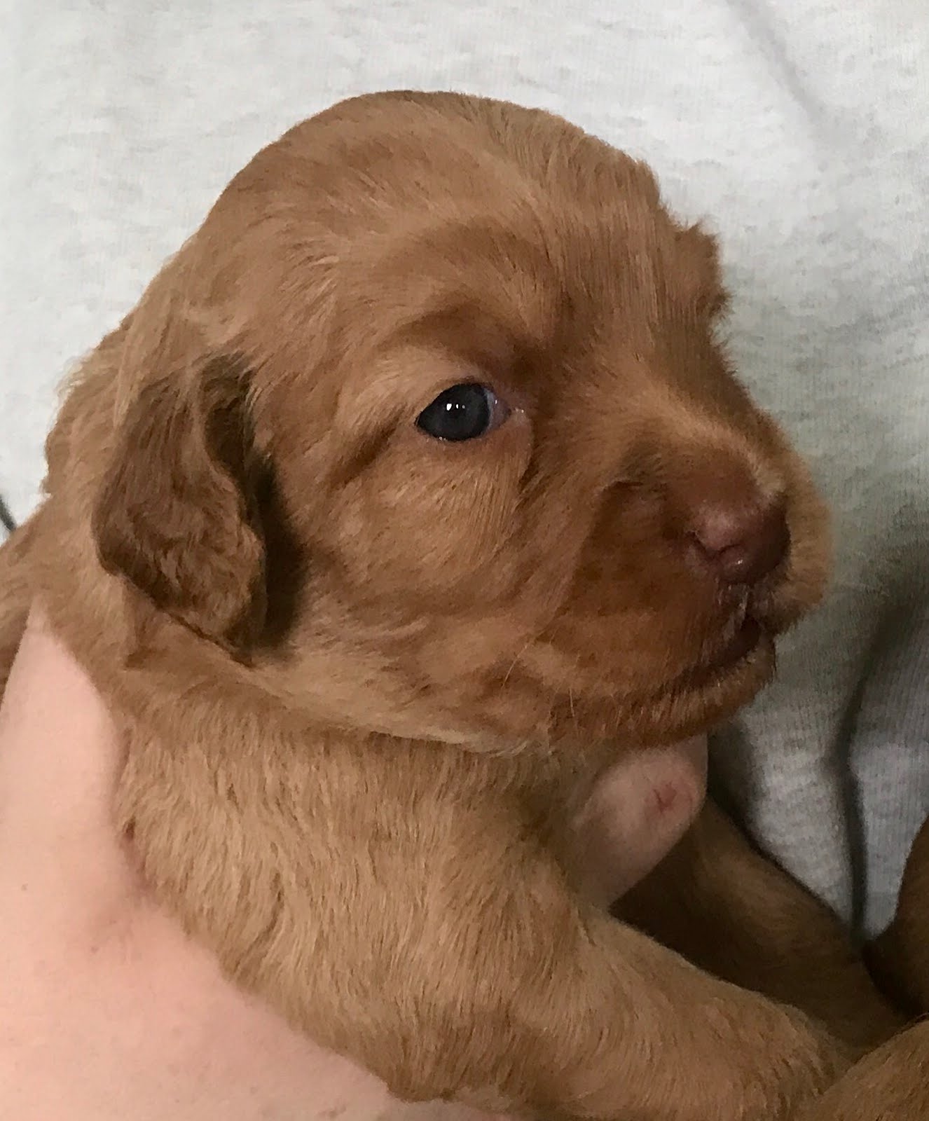 Golden Gate Labradoodles: Authentic Australian Labradoodles