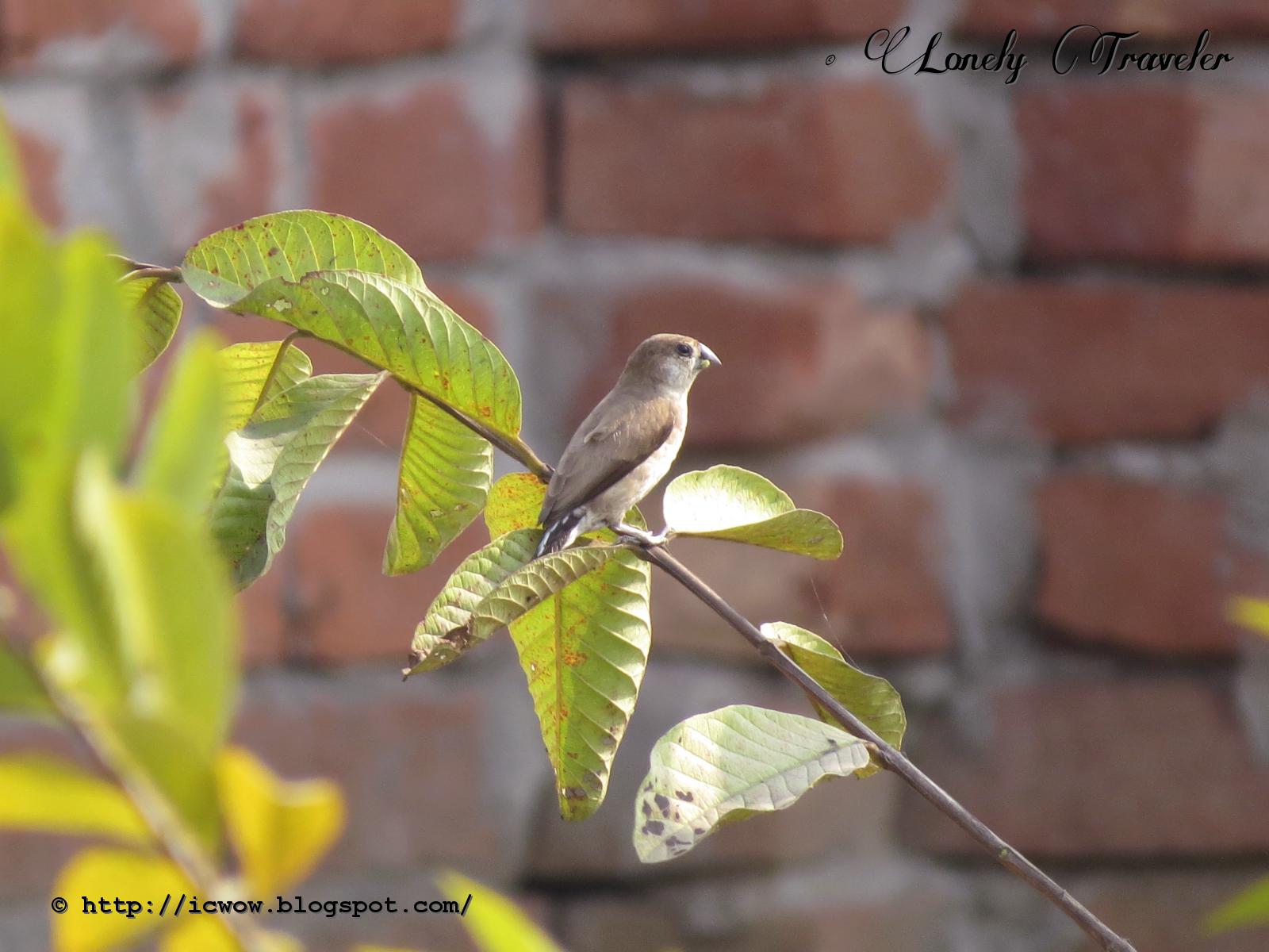 Indian silverbill - Euodice malabarica