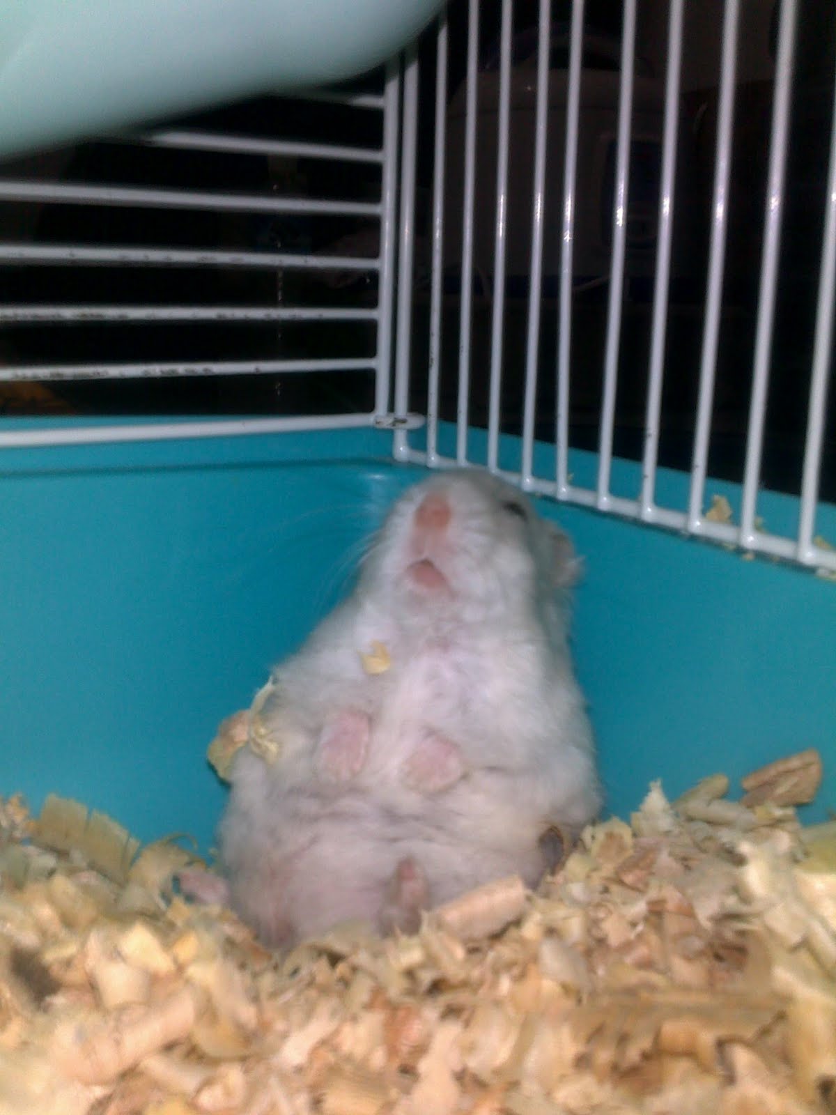Sleeping Hamster Moment Okay Wallpaper