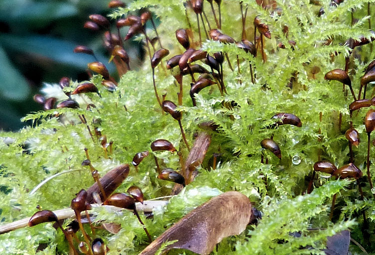 Spinrag: Mossen (2): iedereen kent dikkopmos.