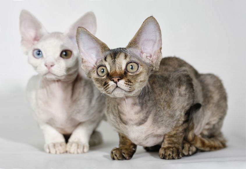Cat Lucky: Devon Rex Cat Breed