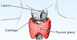 Apa itu Thyroid dan Apa Fungsinya? | Tips Tips Diet