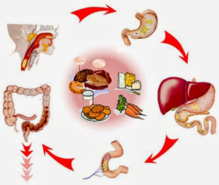 EXPLORA TU SISTEMA DIGESTIVO.: EL SISTEMA DIGESTIVO.