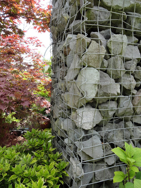 danger garden: Finally! Visiting DIG Nursery on Vashon Island…