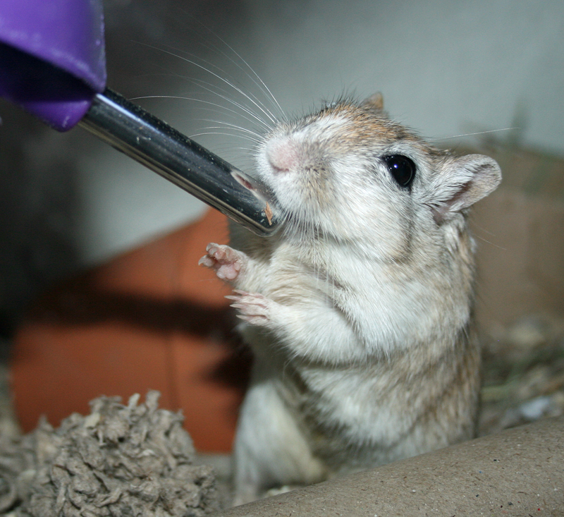 Daisy the Curly Cat: A Gerbil House Cleaning