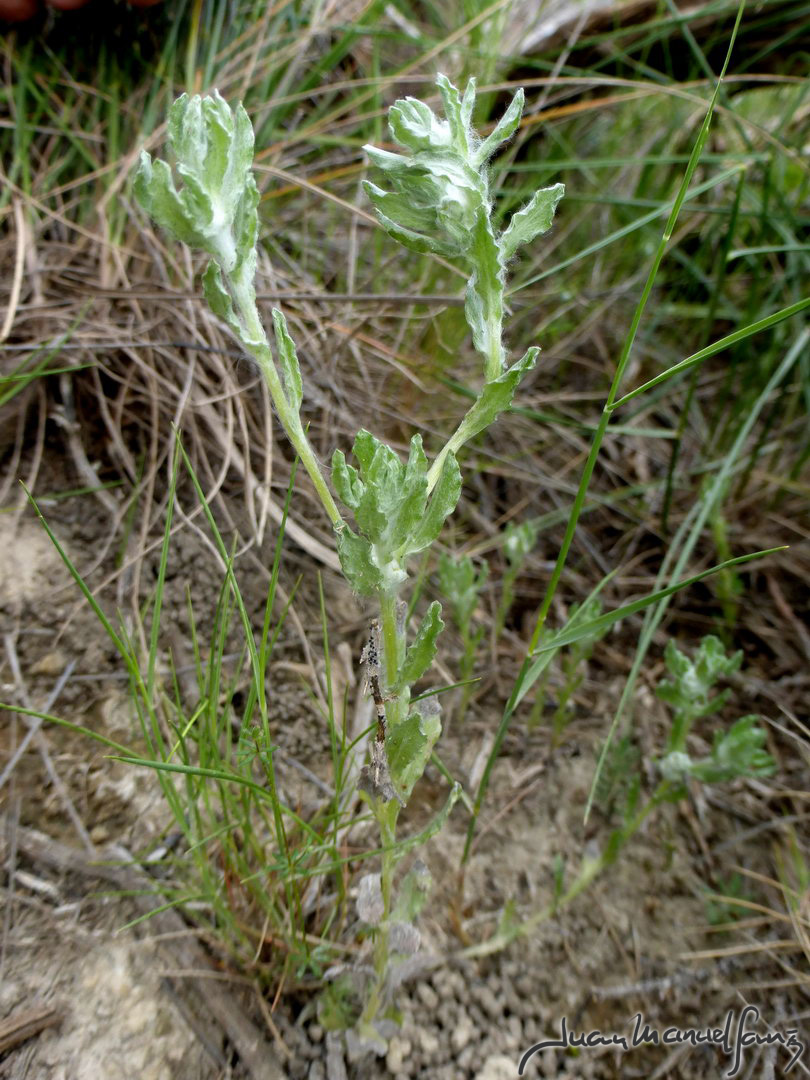 rocayflor: Flora del Somontano de Barbastro. Compositae