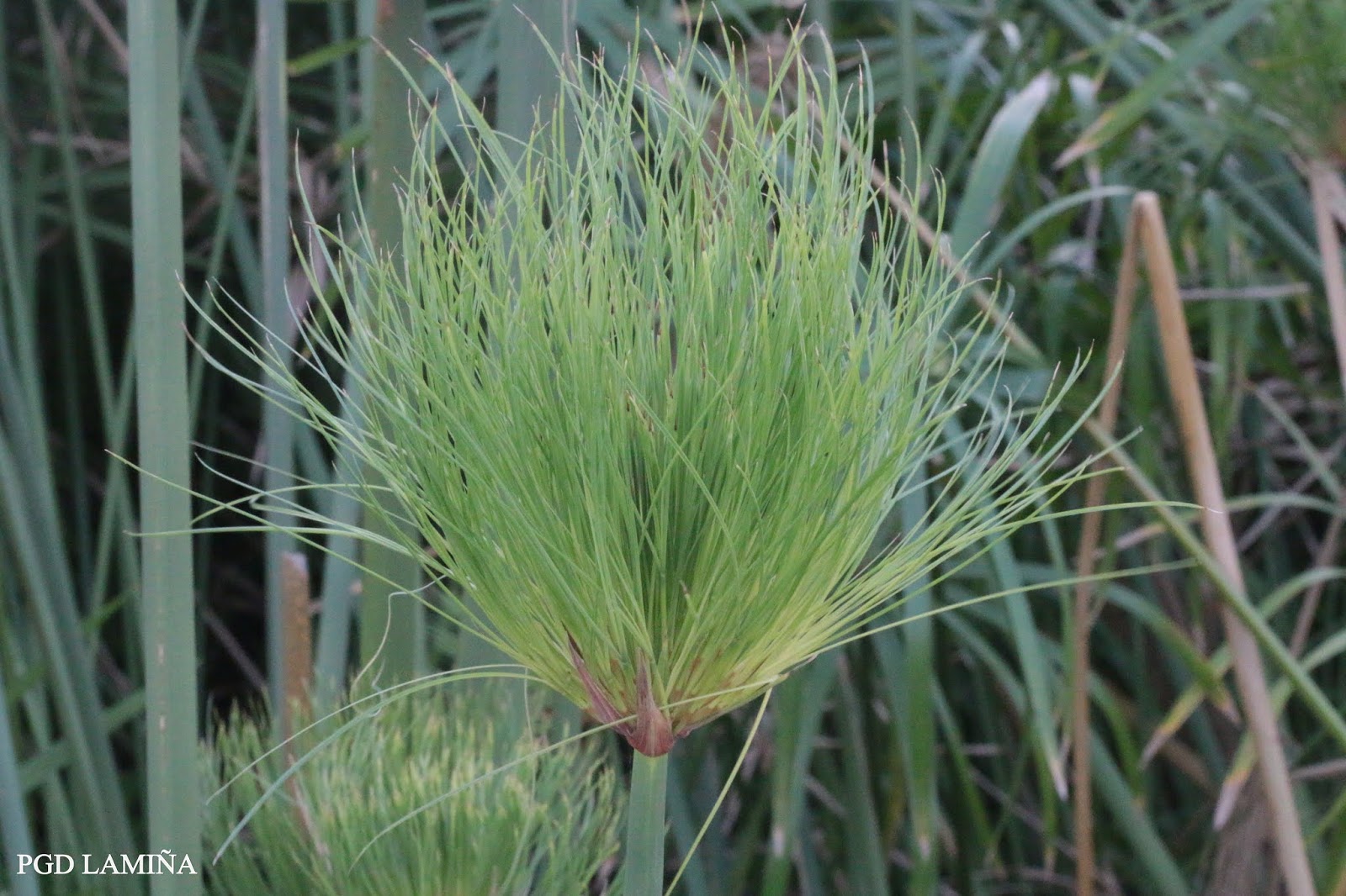 CYPERUS PAPYRUS, Cv. NANUS. papiro.