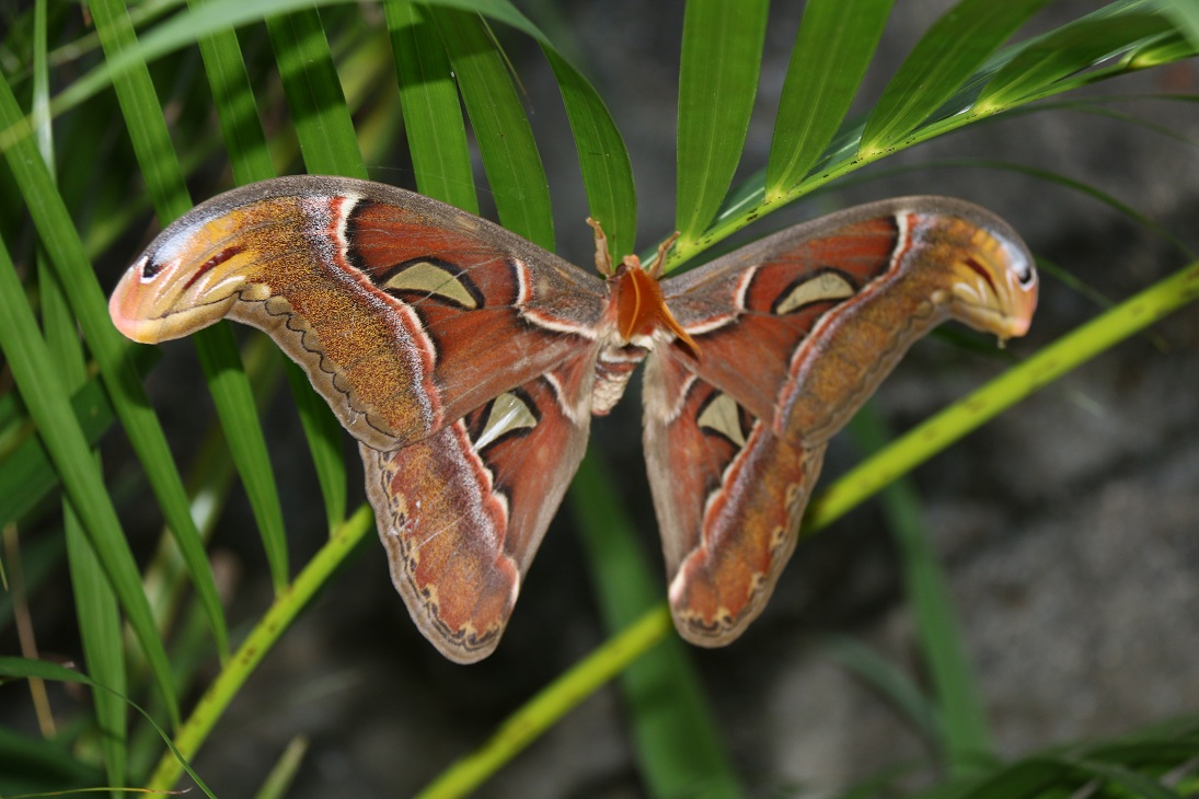 Yeay, I found a Giant Butterfly in my backyard, it has Snake-pattern Wings