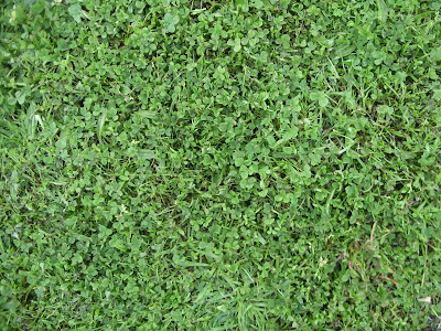 Jardim Autóctone: Prado do meu jardim