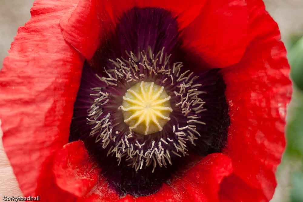 Photo Views, Life through the eye of a camera.: Poppy