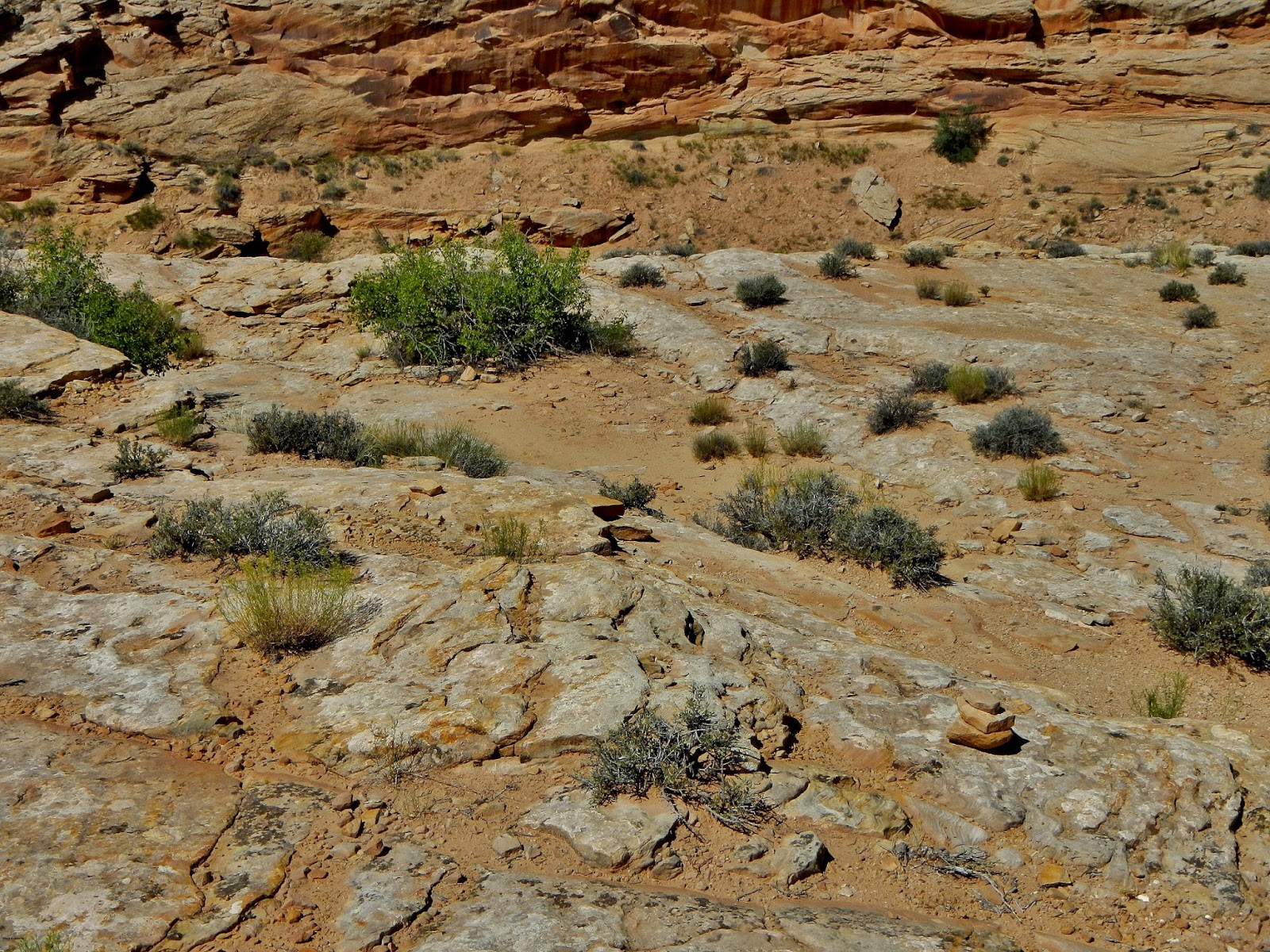 The Southwest Through Wide Brown Eyes: Wolfman Panel and Ruins - Comb ...