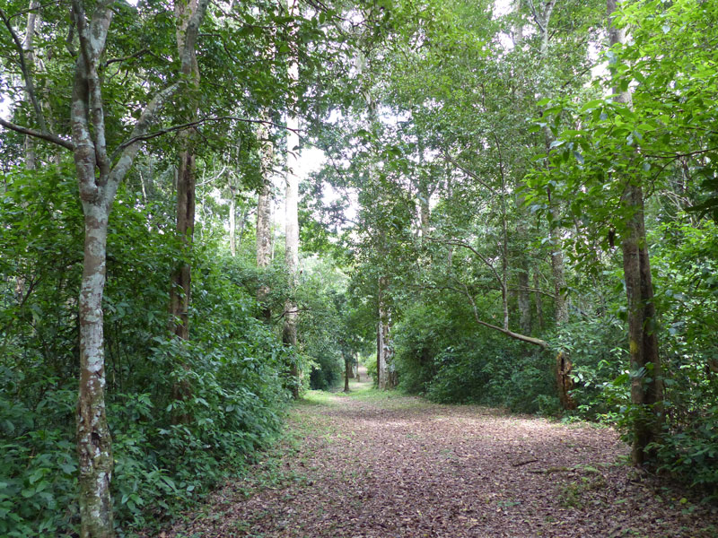 Bukoba Steve's Uganda birding blog: Mpanga Forest visit - a few recent ...