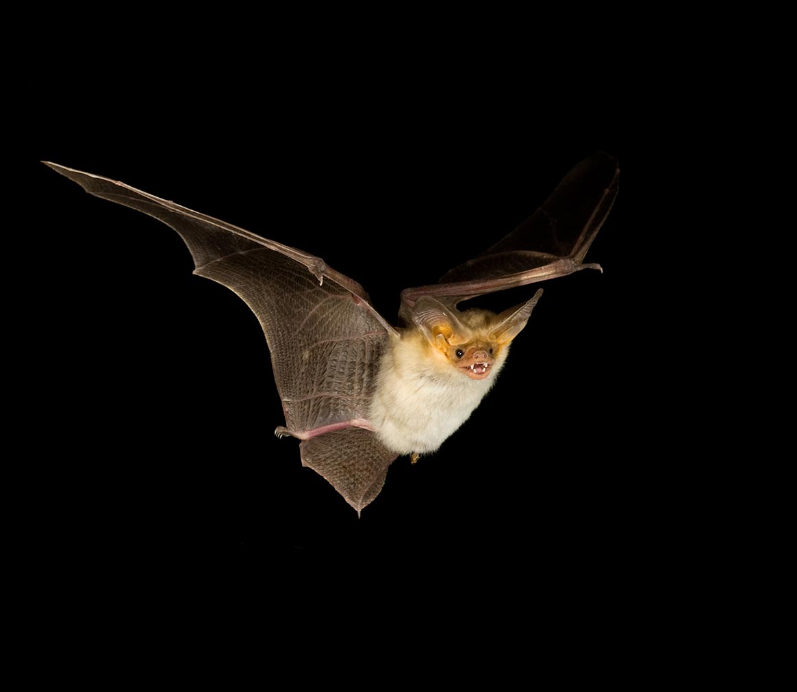 Imagehub: Bat images HD Free Download