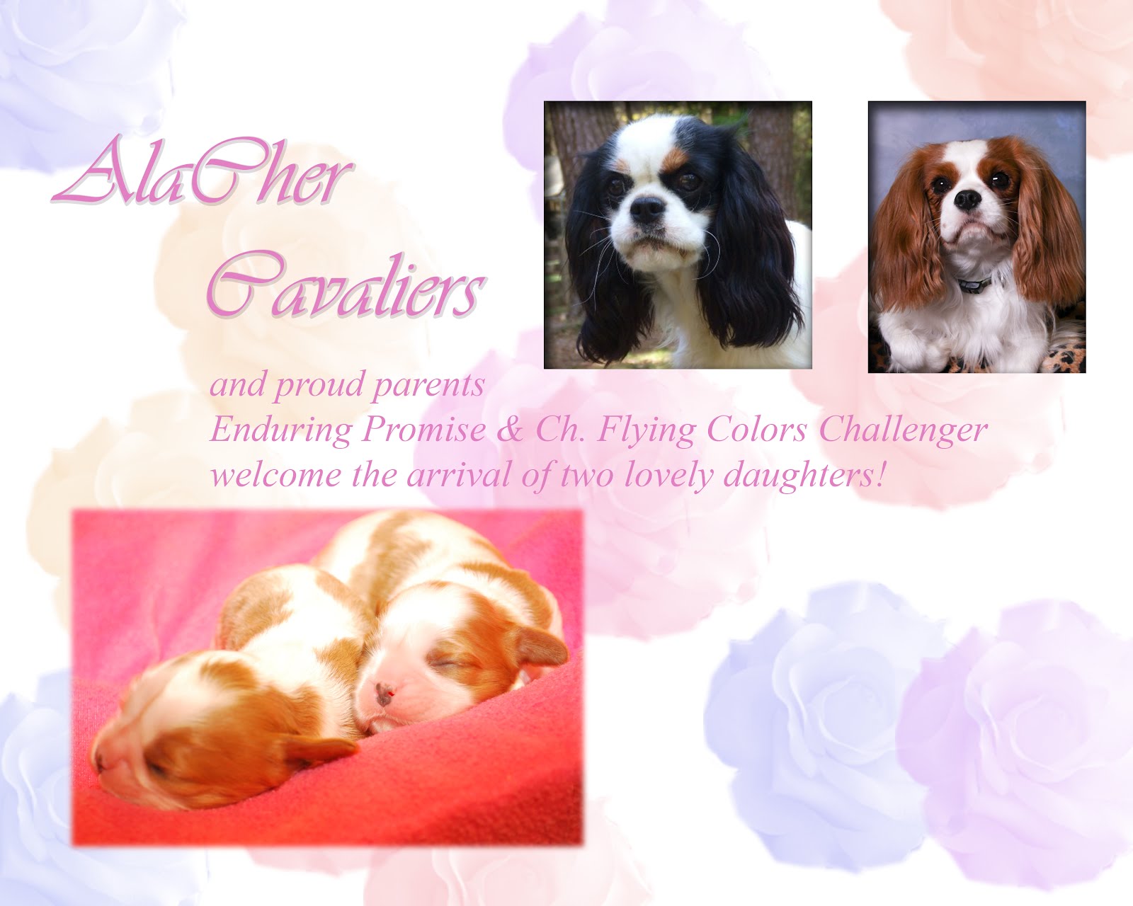 Who's the Cutest Cavalier?