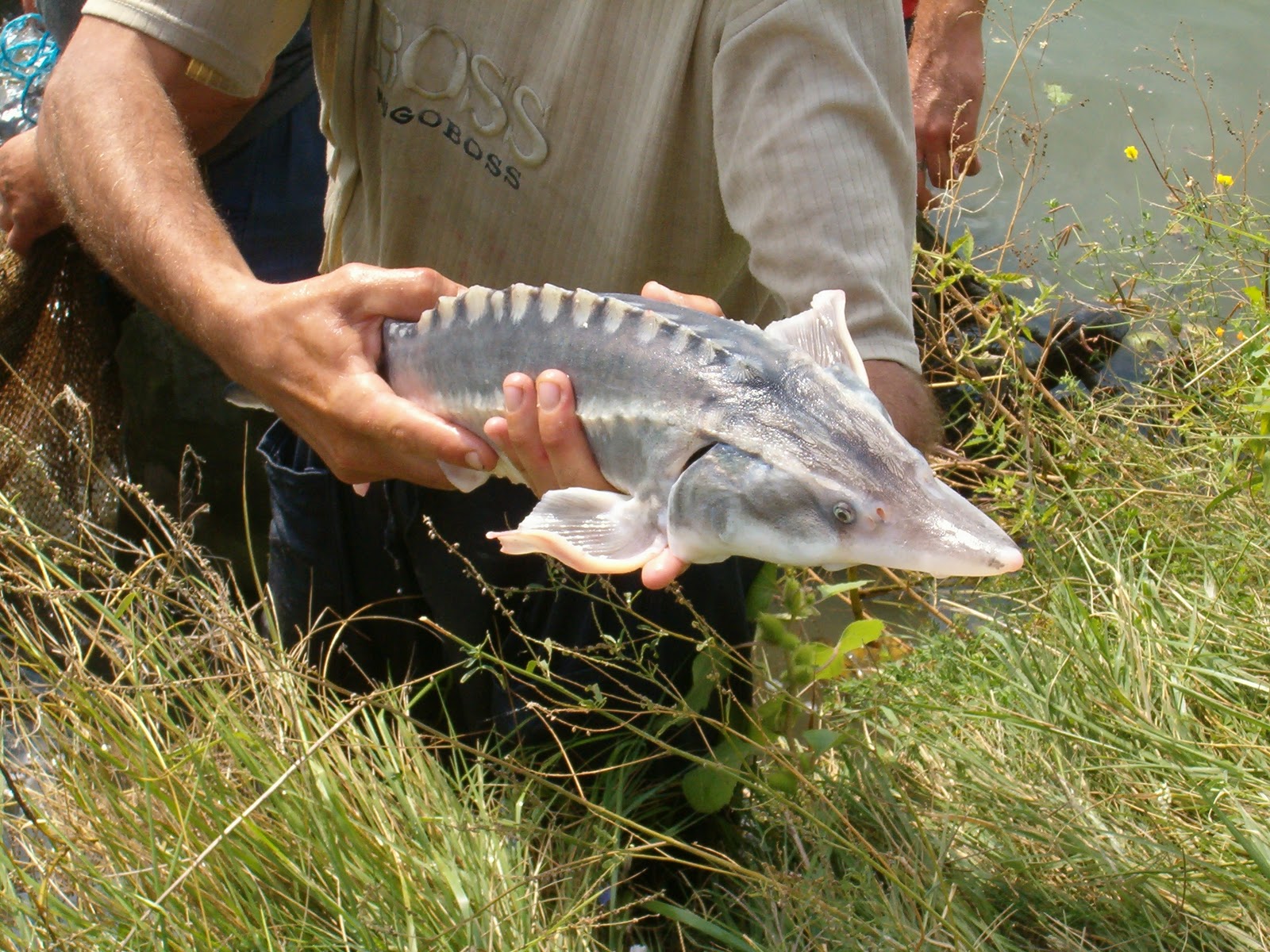 STURIONII DIN DUNARE SI MAREA NEAGRA-THE DANUBE STURGEONS | Delta ...