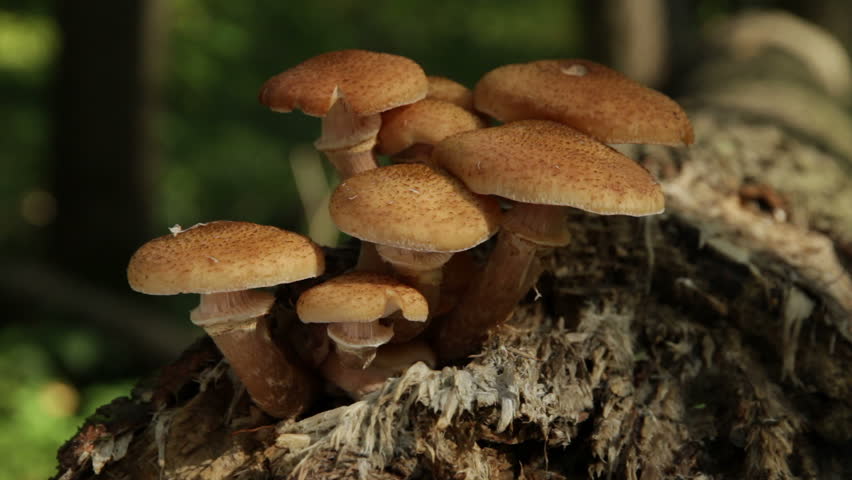 Ciri-Ciri Umum dan Khusus Jamur “fungi” Serta Klasifikasinya - Dasaguru