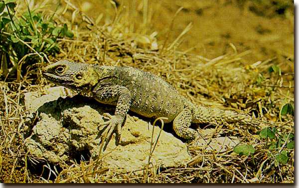 Variety of Life: Agamidae