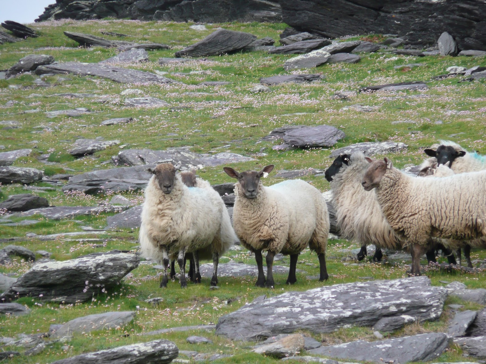 Roxanne Steed's Painting a Day: Cliffside Sunbathing in Irish Wool ...