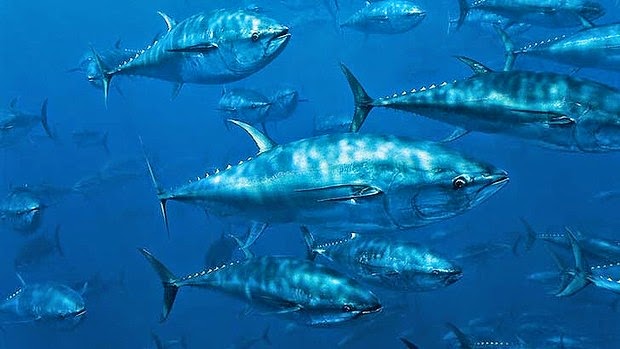 Atún azul (Thunnus thynnus)