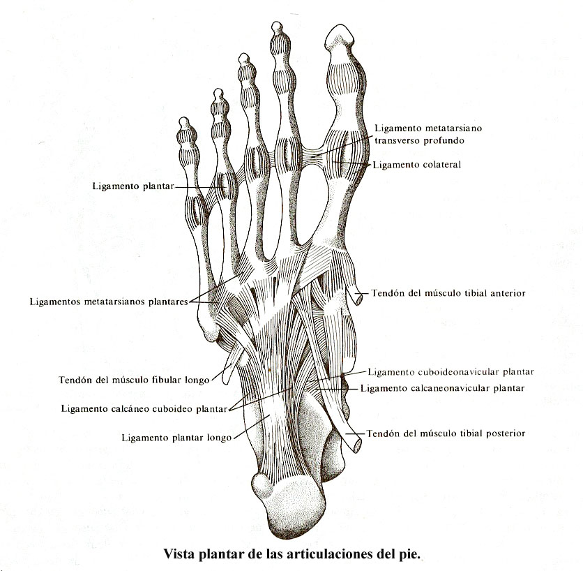 Anatomia P. F. : mayo 2017