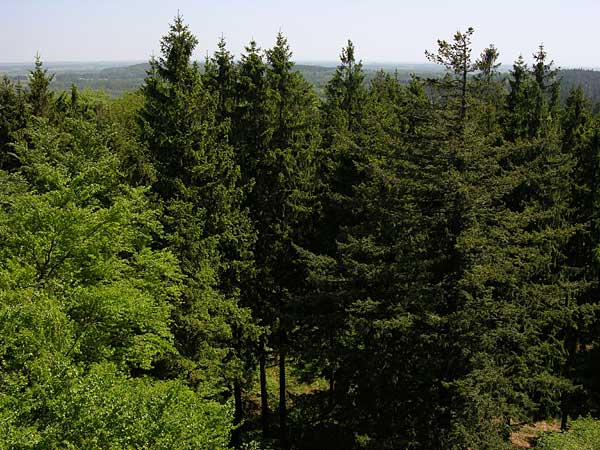 ARTE Y JARDINERÍA : Coniferas. Características, variedades y como ...