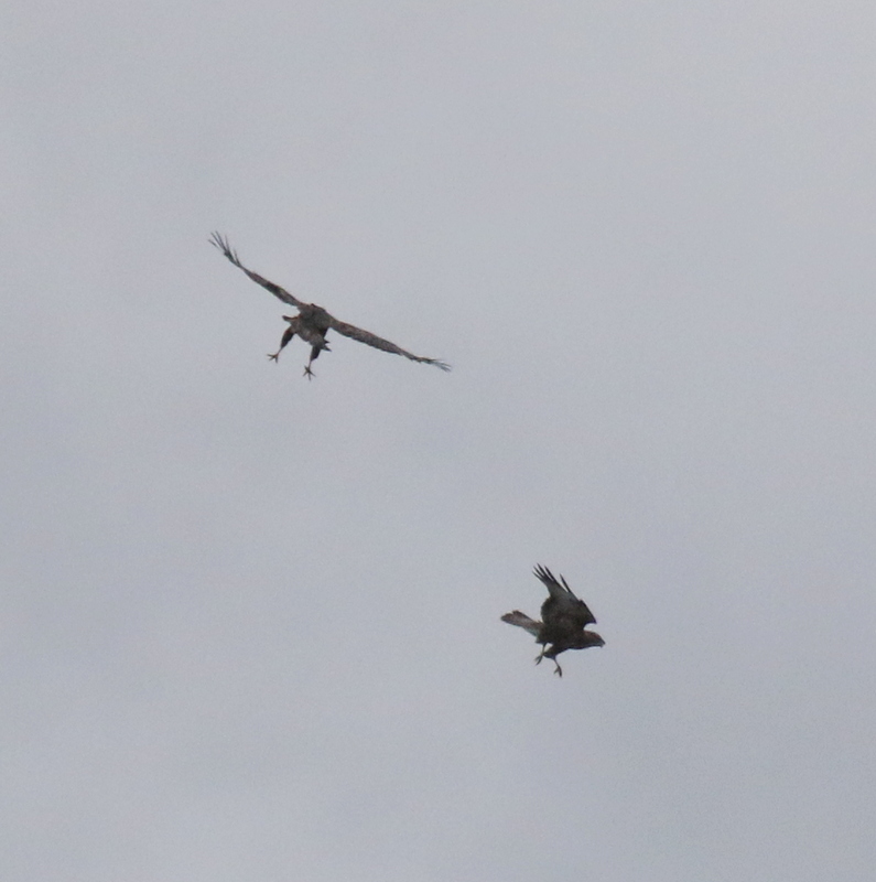 WEST YORKSHIRE BIRDING: A very frozen Fly Flatts.