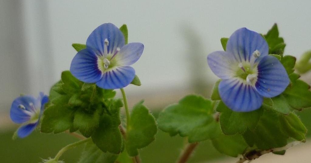 Flores y plantas silvestres: " Veronica persica ". Verónica.