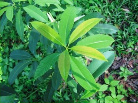 Klasifikasi Pulai (Alstonia scholaris)