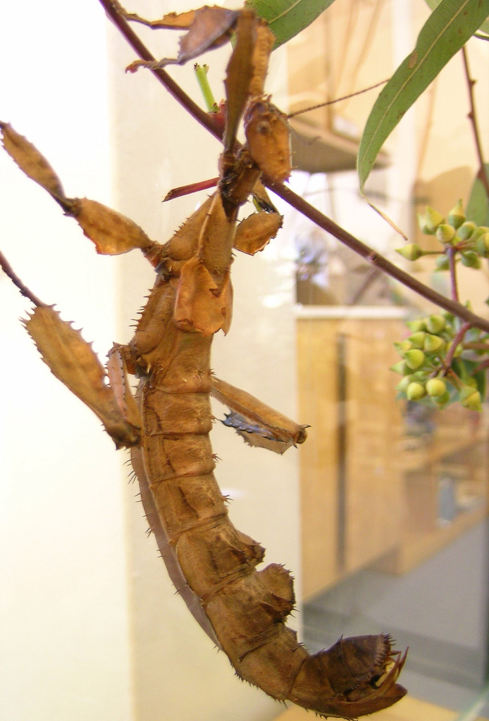 KUALA SKYLAB: AUSTRALIAN PHASMID INSECT. EXTATOSOMA TIARATUM.