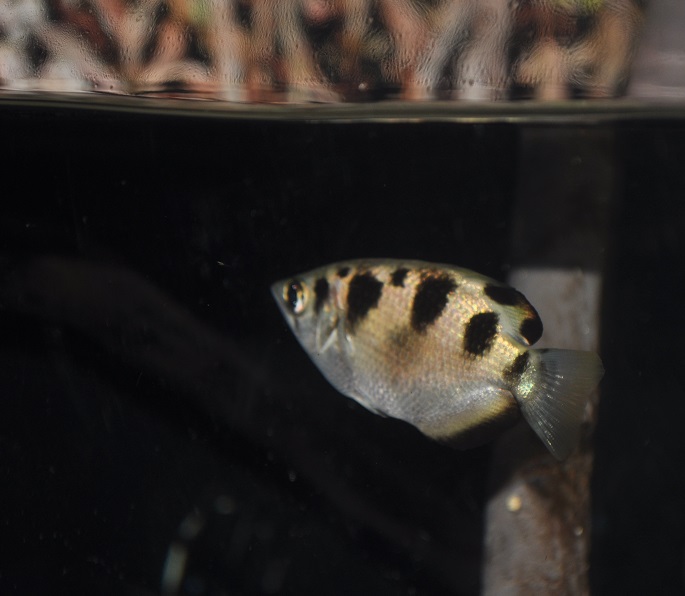 ZOOTOGRAFIANDO (6.100 ANIMALS): PEZ ARQUERO MOTEADO / SPOTTED ...