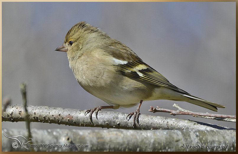 WILDLIFE GATEWAY: Le Pinson des arbres