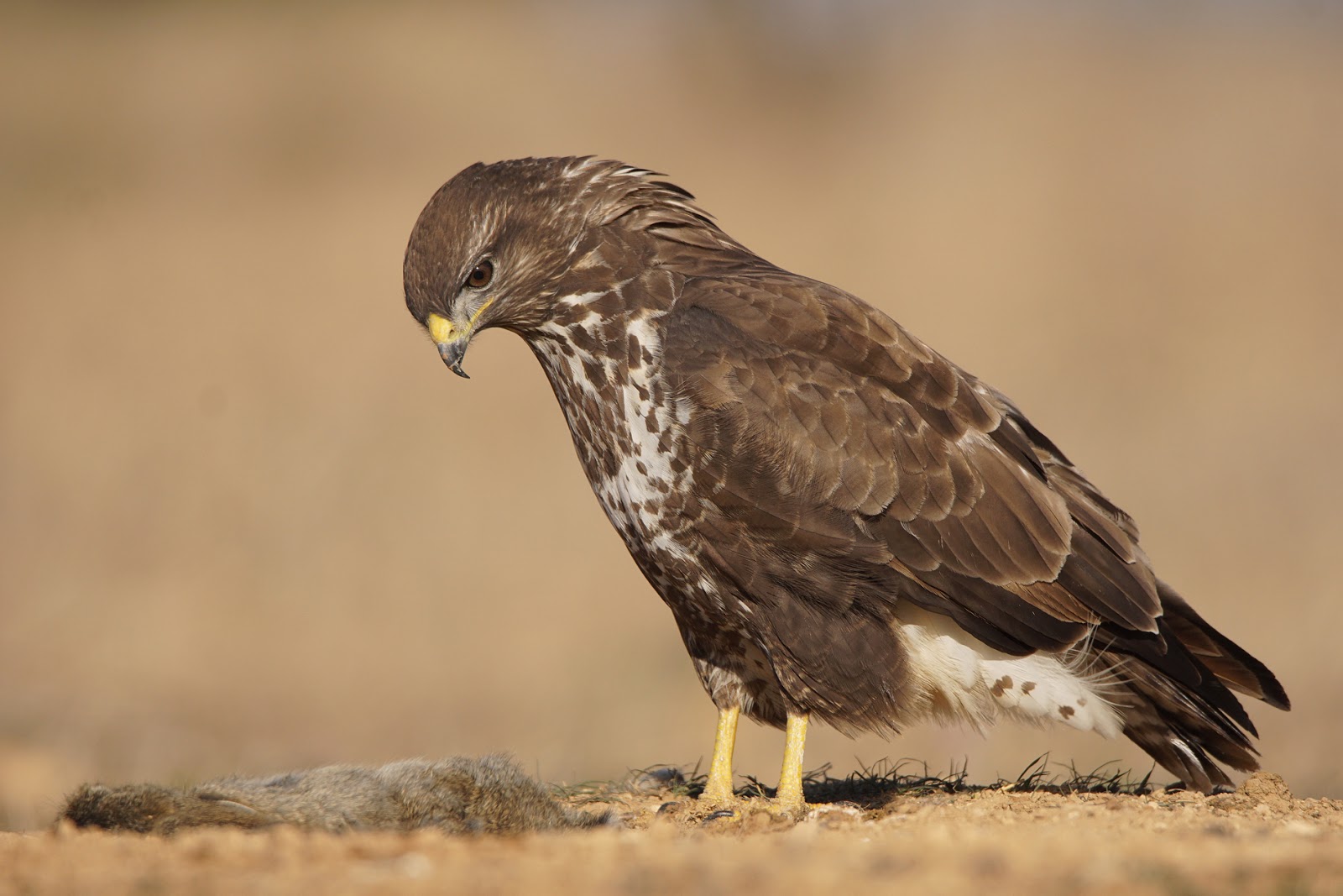 Busardo ratonero.(Buteo buteo) | Hot HD Wallpapers
