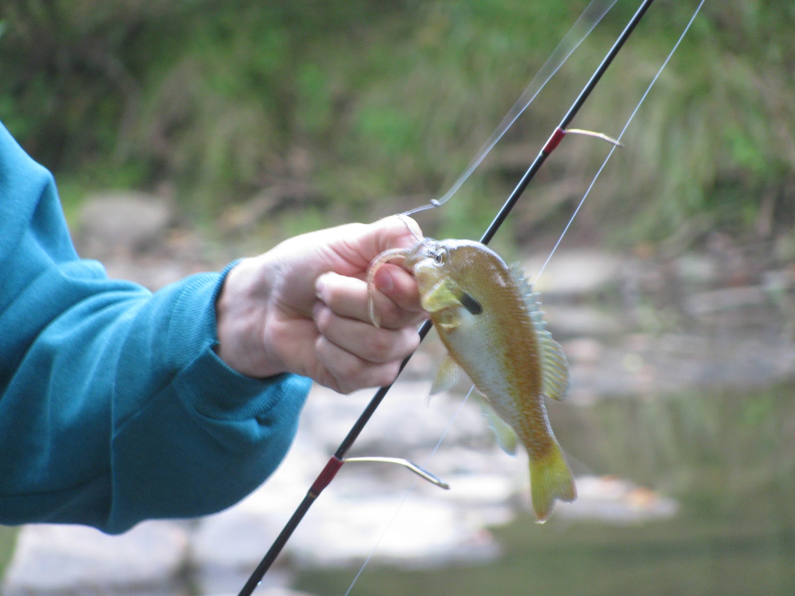 Allegheny Mountain Wanderings: A Morning Fish with Caleb