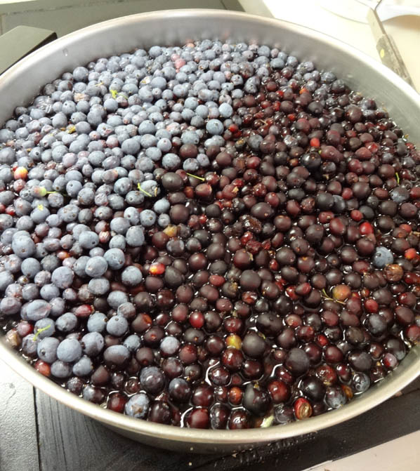 Lisa's Art & Musings: Oregon Grapes