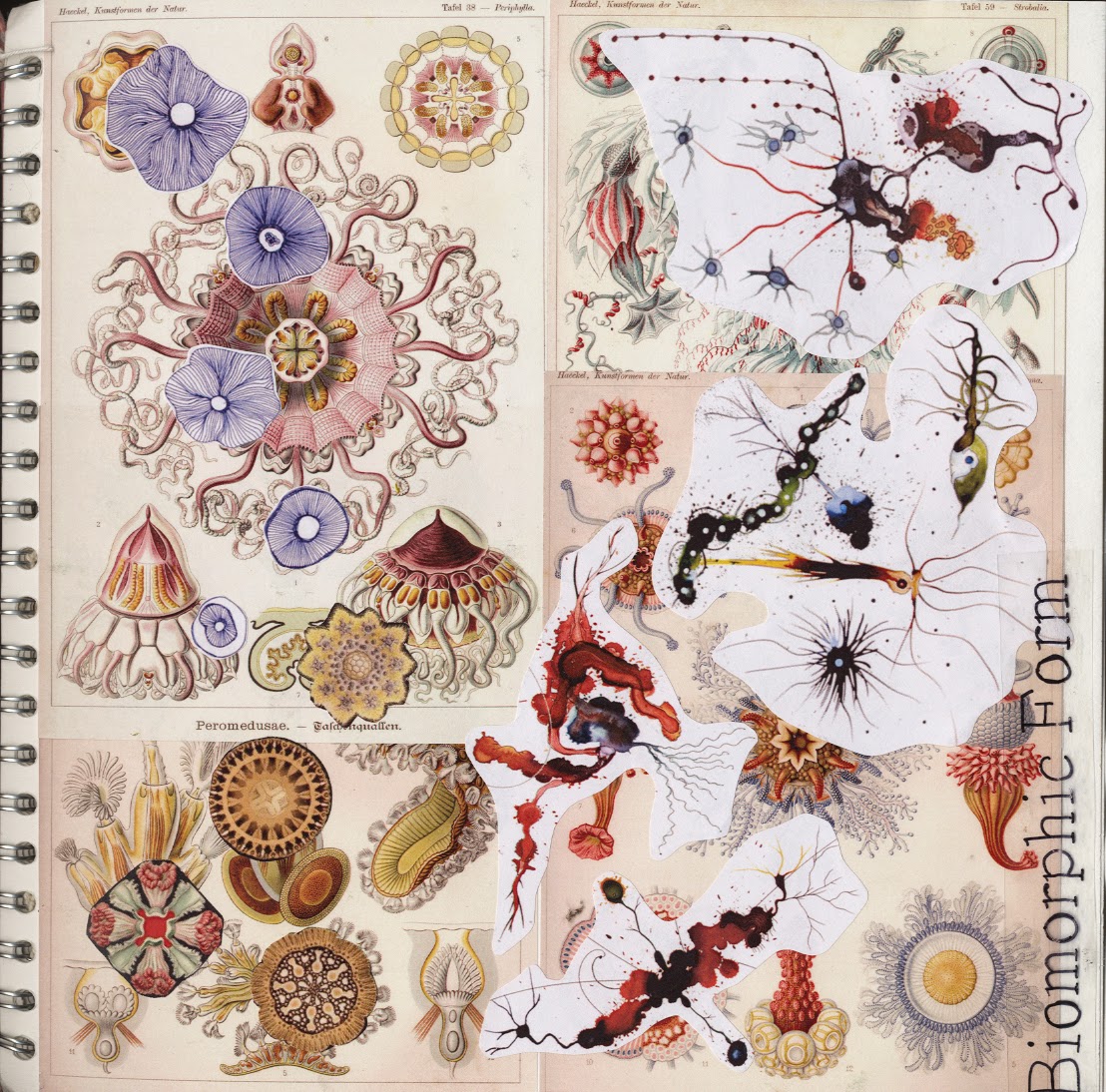 My A-Level Art Journey: The Brief: Biomorphic Form